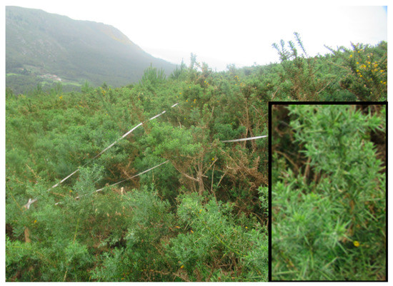 Exploring the Potential of Lidar and Sentinel-2 Data to Model the Post ...