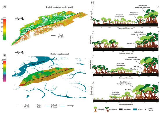 Death and Regeneration of an Amazonian Mangrove Forest by Anthropic and ...