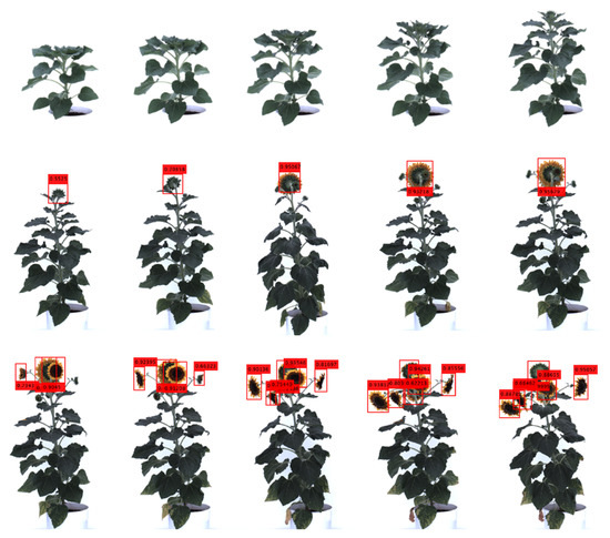 Remote Sensing | Free Full-Text | FlowerPhenoNet: Automated Flower ...