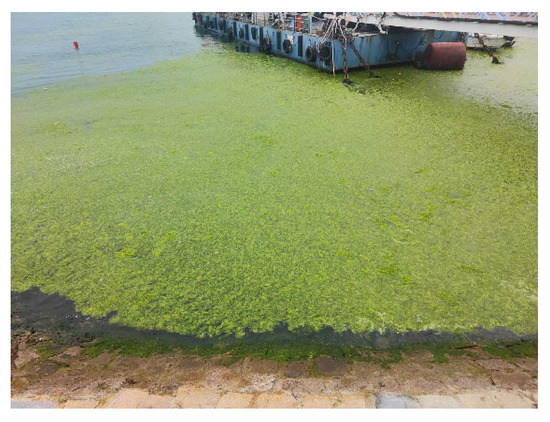 Monitoring the Spatio-Temporal Distribution of Ulva prolifera in the ...