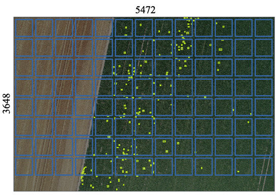 Deep Object Detection of Crop Weeds: Performance of YOLOv7 on a Real Case Dataset from UAV Images