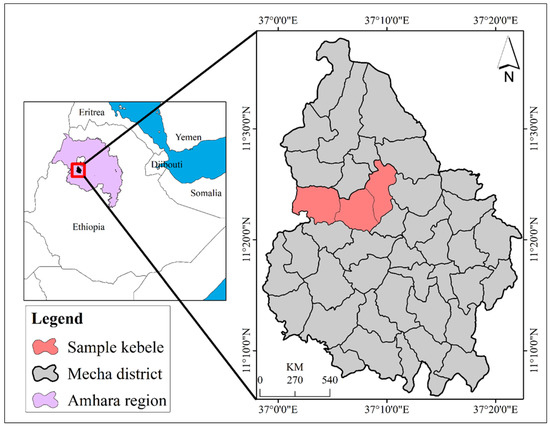 Expansion of Eucalyptus Plantation on Fertile Cultivated Lands in the ...