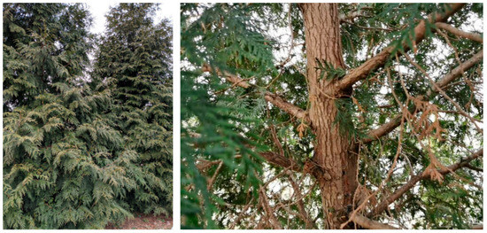 Robust Single Image Tree Diameter Estimation With Mobile Phones