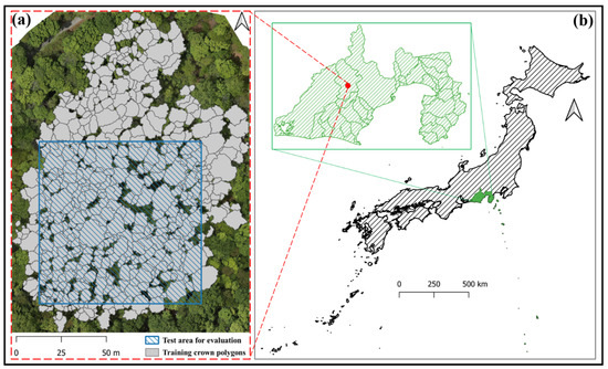 Tree Crown Detection and Delineation in a Temperate Deciduous Forest ...