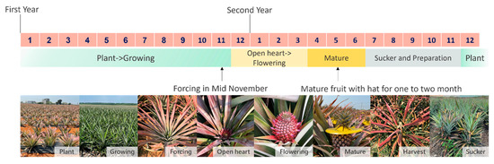 Pineapples’ Detection and Segmentation Based on Faster and Mask R-CNN ...