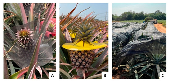 Pineapples’ Detection and Segmentation Based on Faster and Mask R-CNN ...