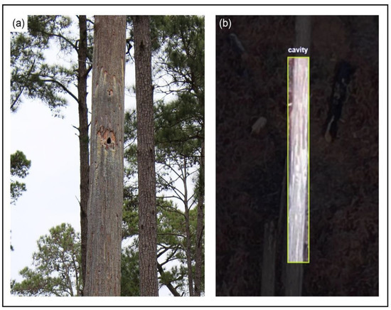 UAS-Based Real-Time Detection of Red-Cockaded Woodpecker Cavities in ...