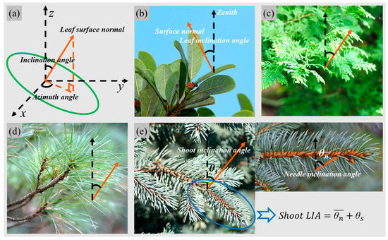 Determination of the Leaf Inclination Angle (LIA) through Field and ...