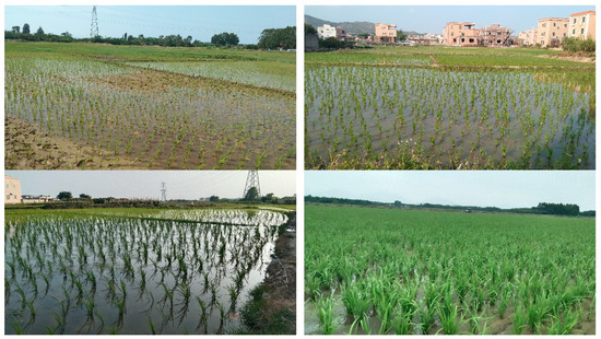 A Physically Interpretable Rice Field Extraction Model for PolSAR Imagery
