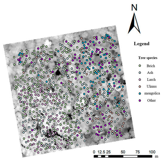 Remote Sensing | Free Full-Text | UAV LiDAR and Hyperspectral Data ...