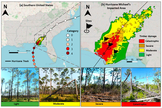 Post-Hurricane Damage Severity Classification at the Individual Tree ...