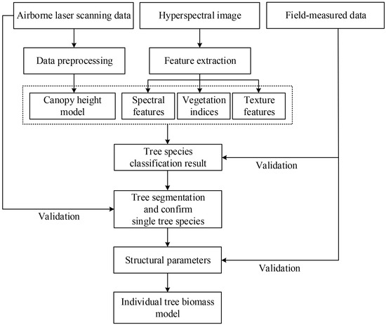 Tree-Species Classification and Individual-Tree-Biomass Model Construction Based on ...