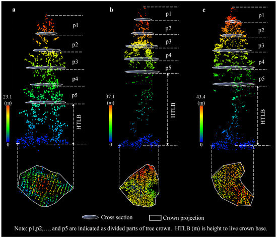 Tree Species Classification And Individual Tree Biomass Model Construction Based On