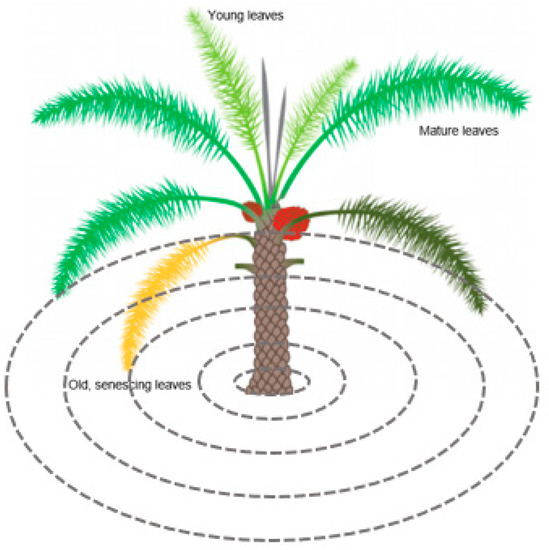 Remote Sensing | Free Full-Text | Red Palm Weevil Detection in Date Palm Using Temporal UAV Imagery