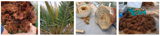 Red Palm Weevil Detection in Date Palm Using Temporal UAV Imagery