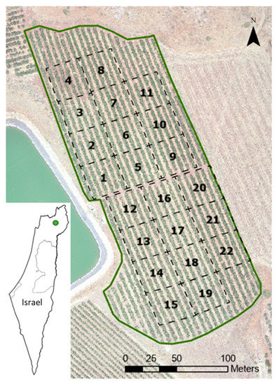 How Sensitive Is Thermal Image-Based Orchard Water Status Estimation to Canopy Extraction Quality?