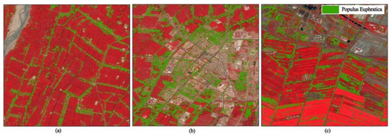 Remote Sensing | Free Full-Text | Large-Scale Populus euphratica Distribution Mapping Using Time ...