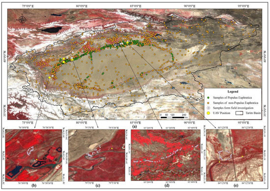 Remote Sensing | Free Full-Text | Large-Scale Populus euphratica Distribution Mapping Using Time ...