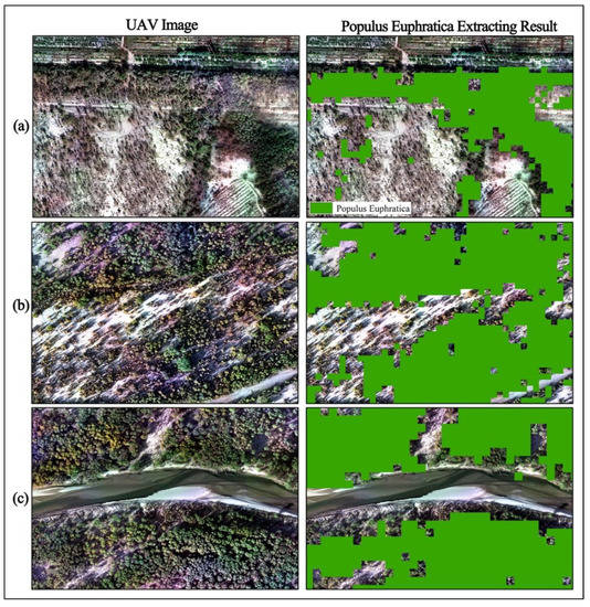 Remote Sensing | Free Full-Text | Large-Scale Populus euphratica Distribution Mapping Using Time ...