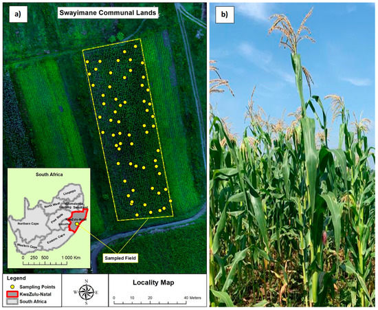 Assessing the Prospects of Remote Sensing Maize Leaf Area Index Using UAV-Derived Multi-Spectral ...