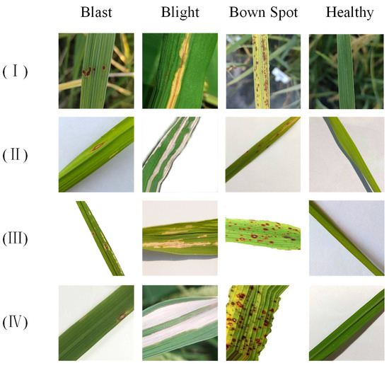 Enhanced CNN Classification Capability for Small Rice Disease Datasets ...