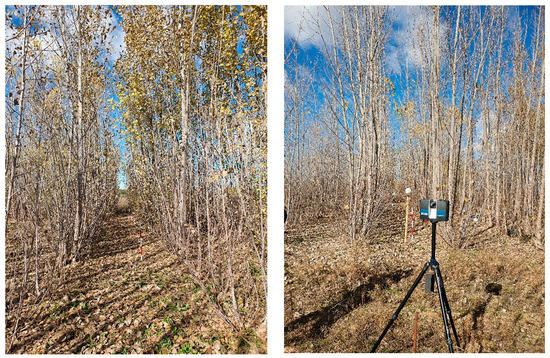 Terrestrial Laser Scanning for Non-Destructive Estimation of ...