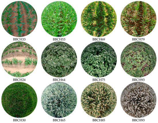Crop Phenology Modelling Using Proximal And Satellite Sensor Data