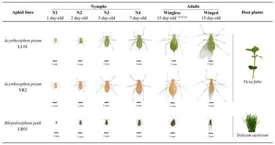 Detection of Aphids on Hyperspectral Images Using One-Class SVM and ...