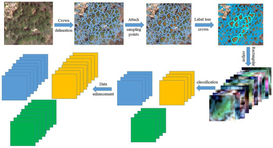 Individual Tree Species Identification Based on a Combination of Deep ...