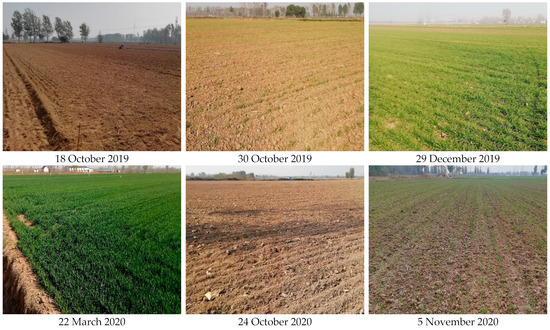 Inversion of Soil Moisture on Farmland Areas Based on SSA-CNN Using Multi-Source Remote Sensing Data