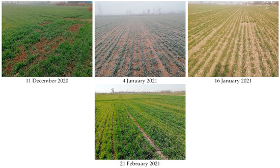 Inversion of Soil Moisture on Farmland Areas Based on SSA-CNN Using Multi-Source Remote Sensing Data