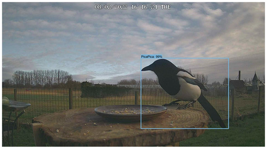 Removing Human Bottlenecks in Bird Classification Using Camera Trap ...