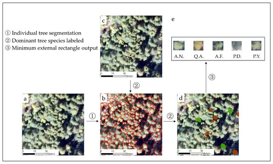 Tree Species Classification in Subtropical Natural Forests Using High ...