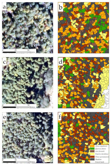 Tree Species Classification in Subtropical Natural Forests Using High ...