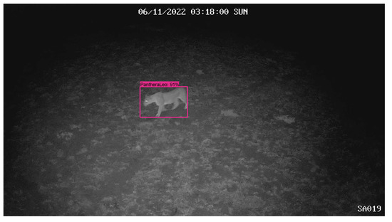 Empowering Wildlife Guardians: An Equitable Digital Stewardship and ...