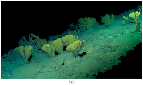 Describing Polyps Behavior of a Deep-Sea Gorgonian, Placogorgia sp ...