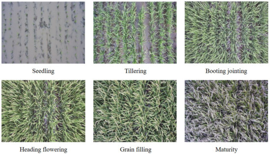 Deep-Learning-Based Rice Phenological Stage Recognition