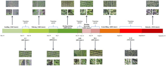 Deep-Learning-Based Rice Phenological Stage Recognition