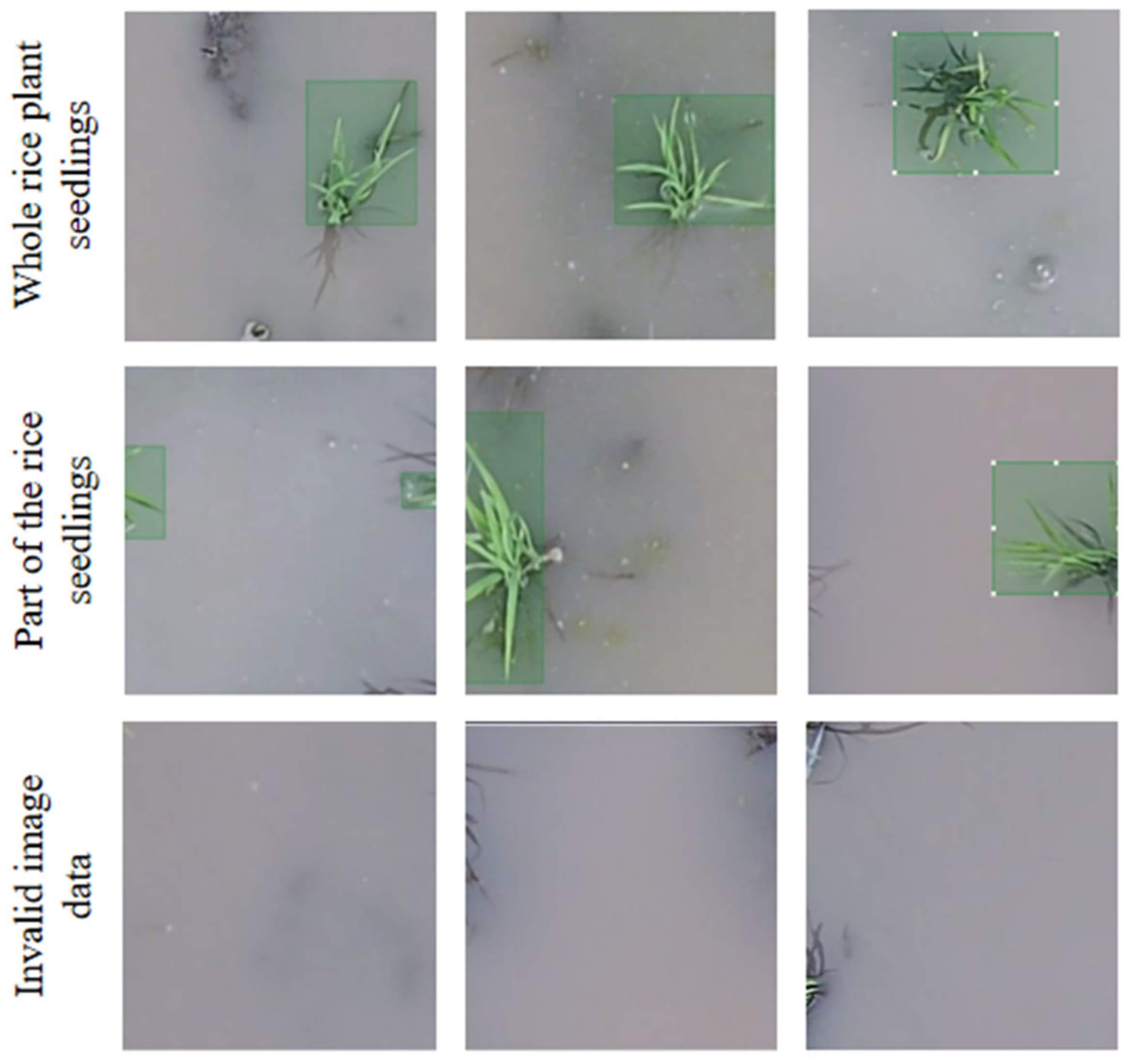 Deep-Learning-Based Rice Phenological Stage Recognition