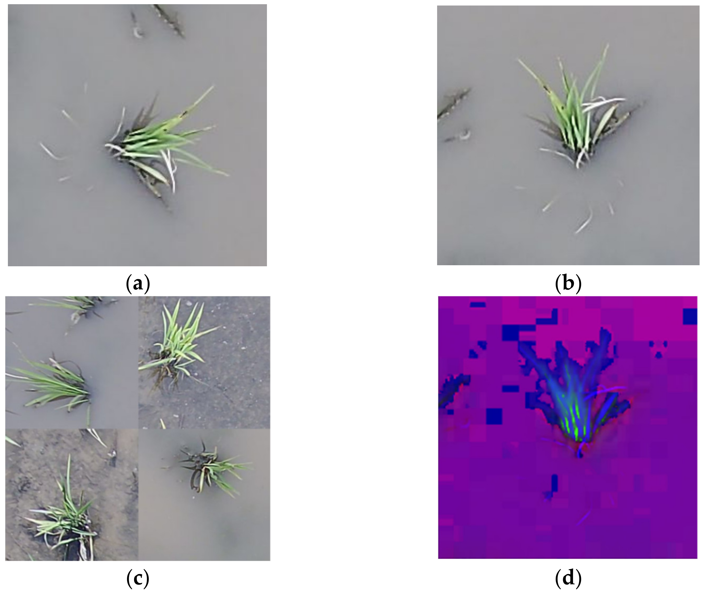 Deep Learning Based Rice Phenological Stage Recognition