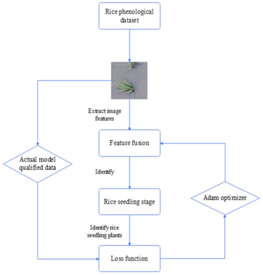Deep-Learning-Based Rice Phenological Stage Recognition