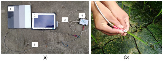 Leaf Spectral Analysis for Detection and Differentiation of Three Major ...