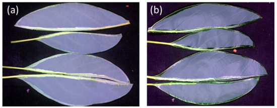 Remote Sensing | Free Full-Text | Hyperspectral Imaging of Adaxial and ...
