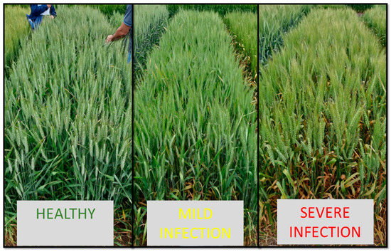 Early Detection of Wheat Yellow Rust Disease and Its Impact on Terminal Yield with Multi ...
