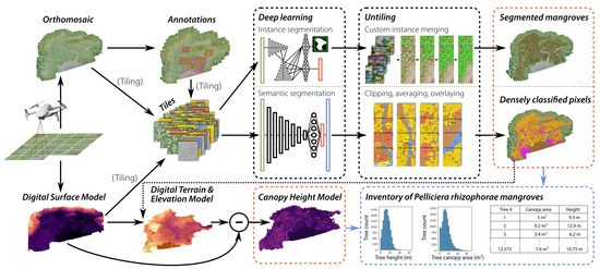 Remote Sensing | Free Full-Text | Seeing the Forest for the Trees ...