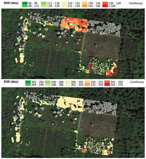 Monitoring Individual Tree Phenology in a Multi-Species Forest Using ...