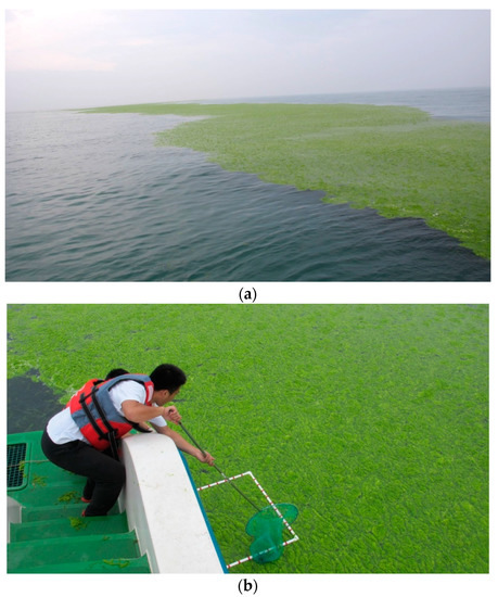 The Detection of Green Tide Biomass by Remote Sensing Images and In ...