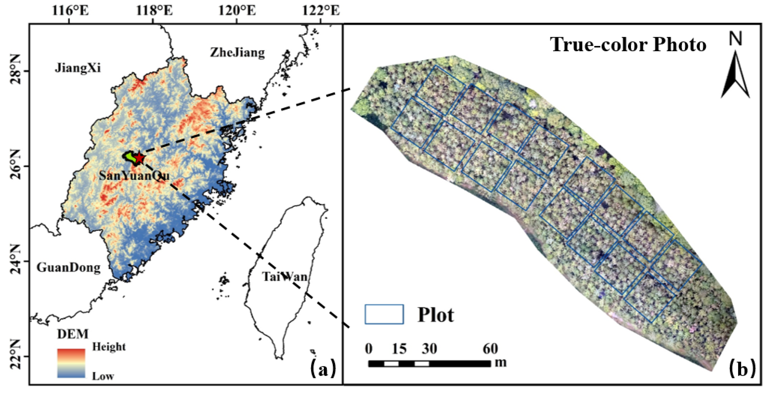 Crown Information Extraction And Annual Growth Estimation Of A Chinese Fir Plantation Based On