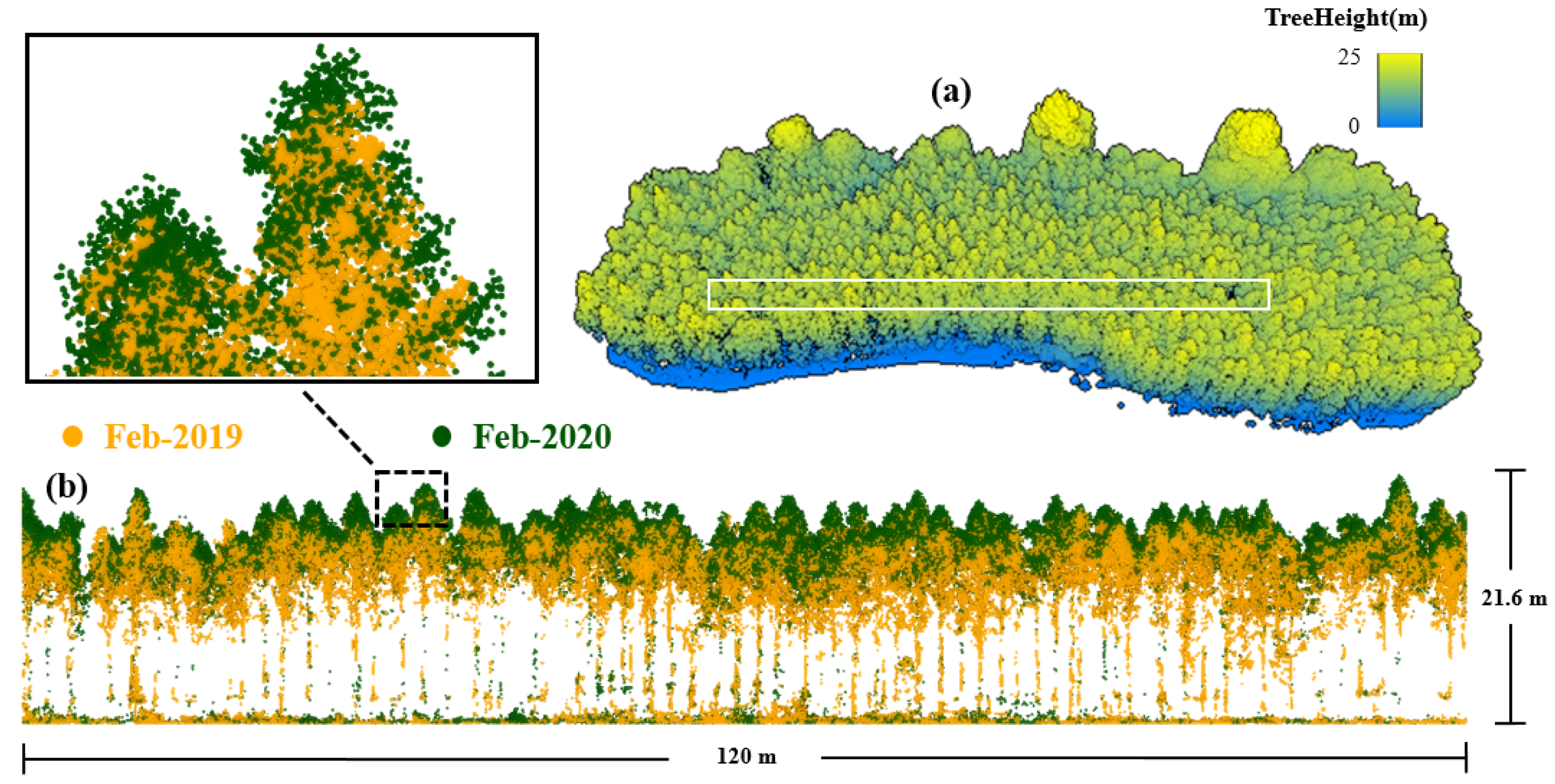 Crown Information Extraction And Annual Growth Estimation Of A Chinese Fir Plantation Based On