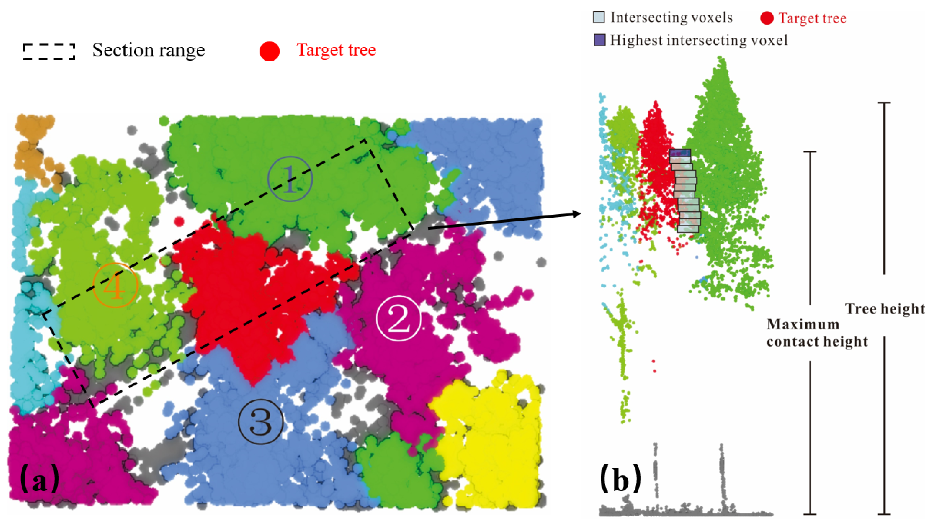 Crown Information Extraction And Annual Growth Estimation Of A Chinese Fir Plantation Based On